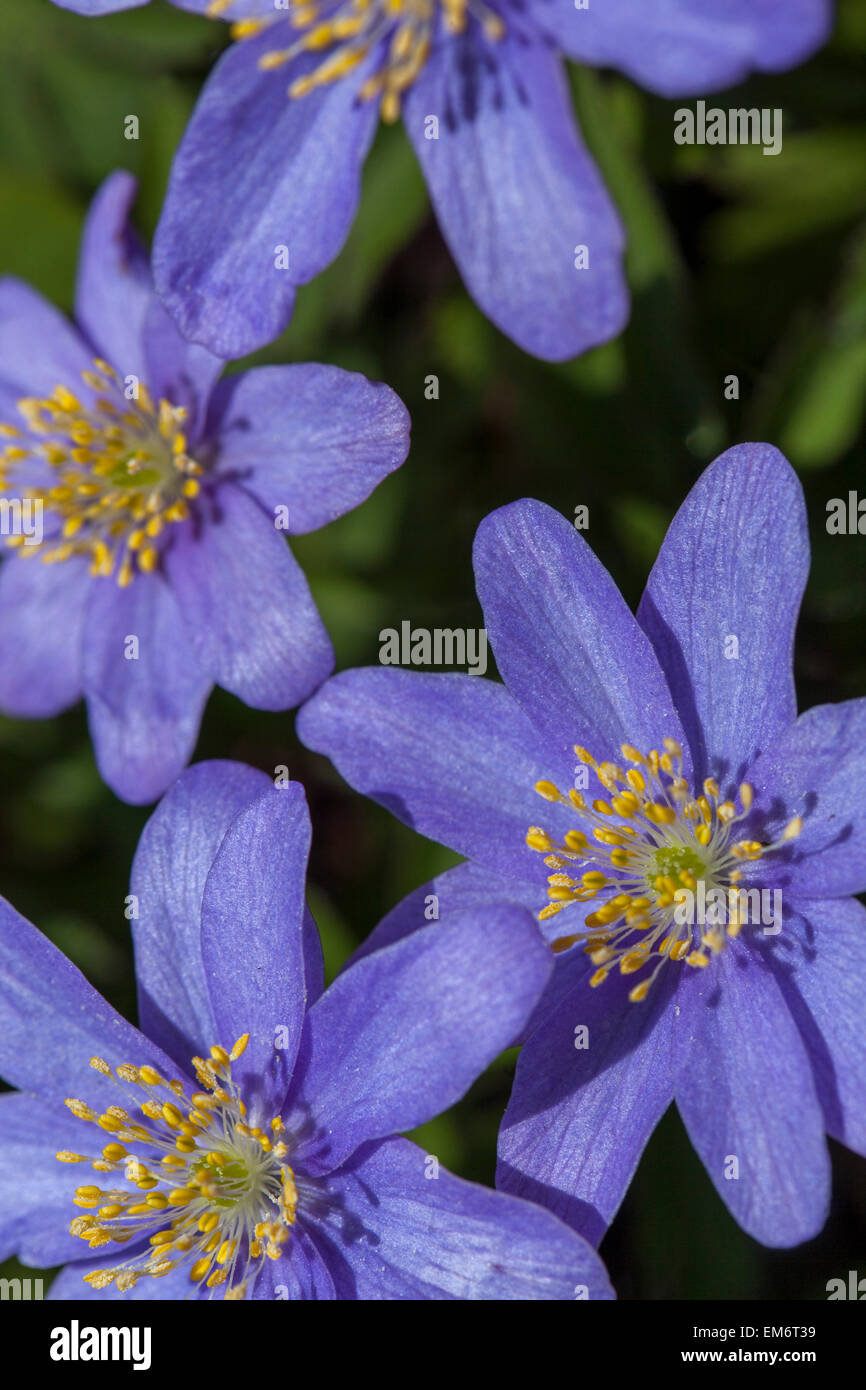 Windflower plant hi-res stock photography and images - Alamy