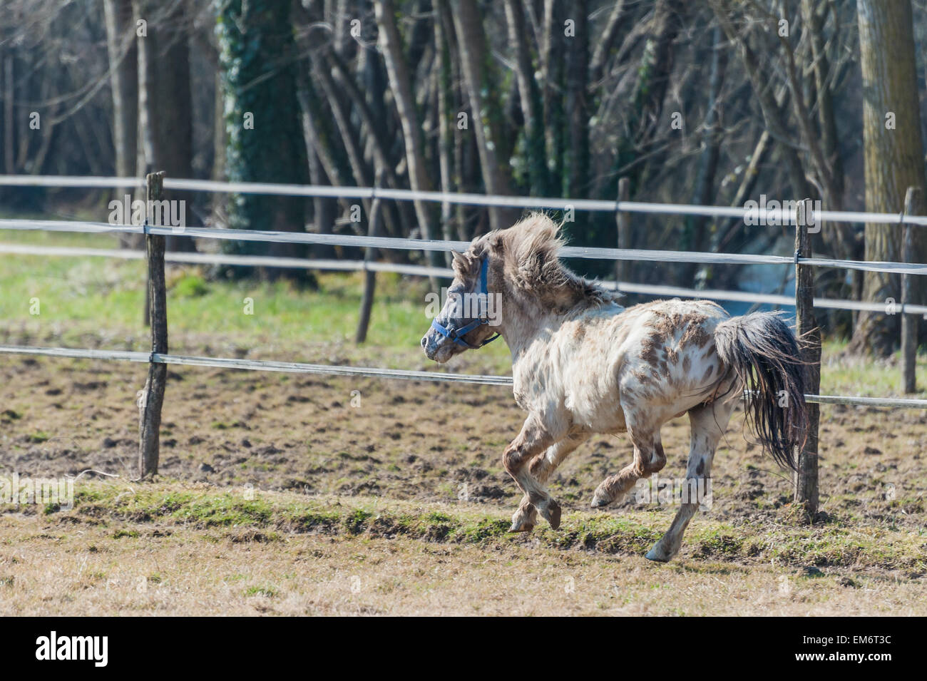 Beautiful horse galloping hi-res stock photography and images - Alamy