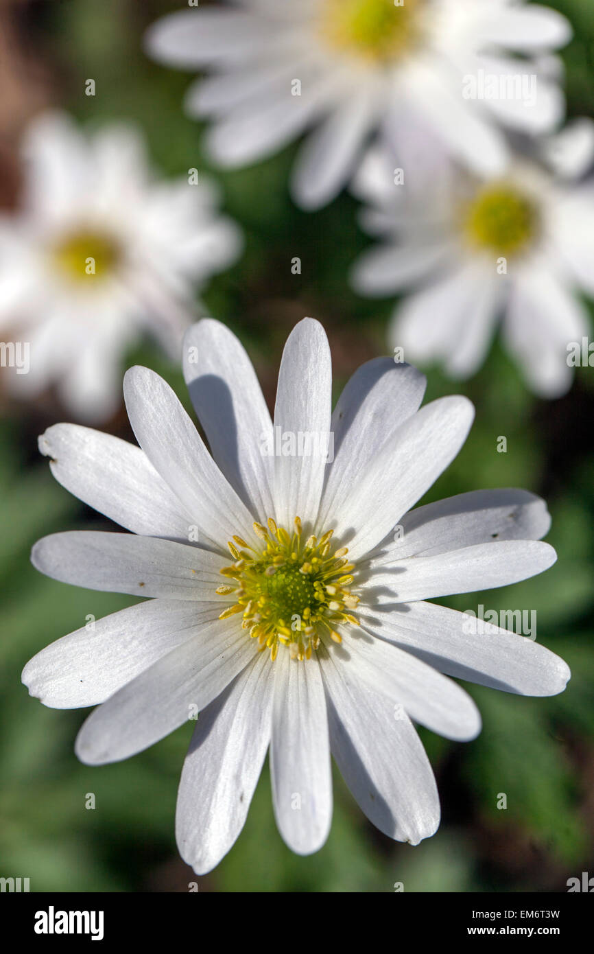 Anemone blanda "White Splendour" flower. Windflower White flowers Stock ...