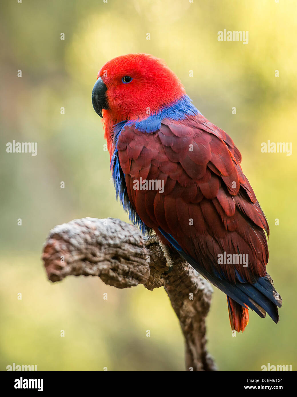 Female eclectus roratus parrot mostly hi-res stock photography and ...