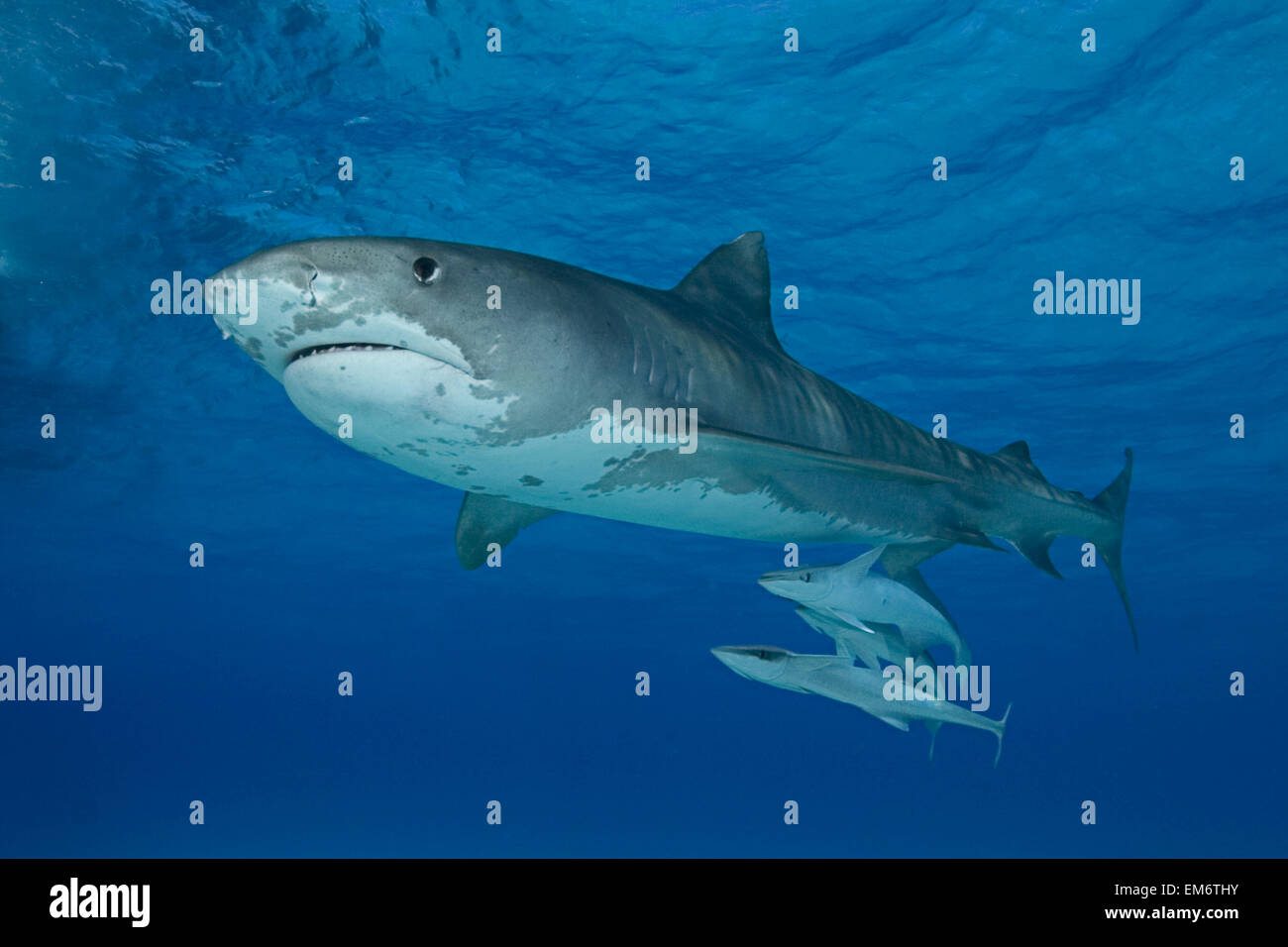 14 foot tiger shark hi-res stock photography and images - Alamy
