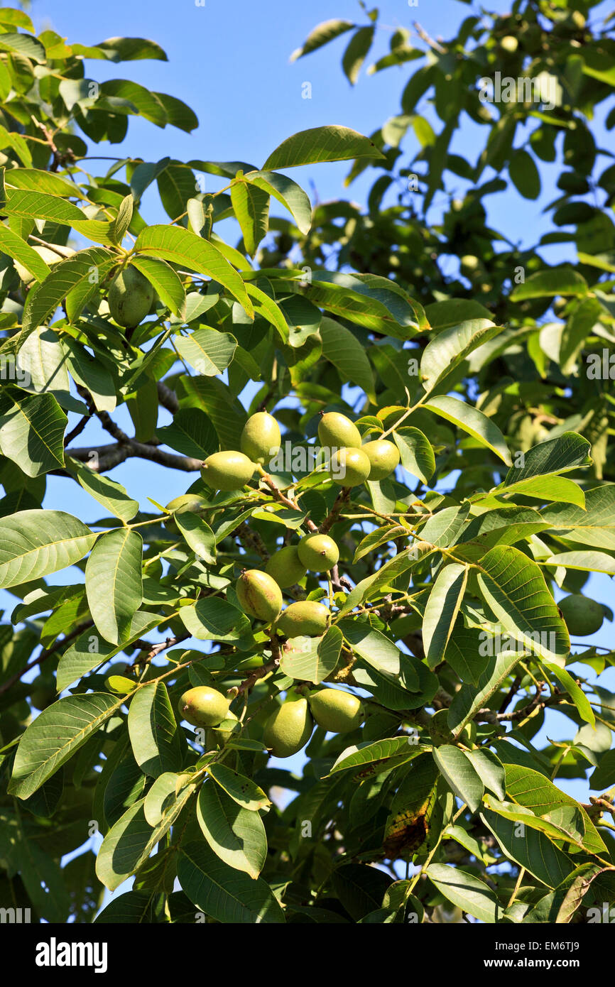Uk walnuts tree hi-res stock photography and images - Alamy