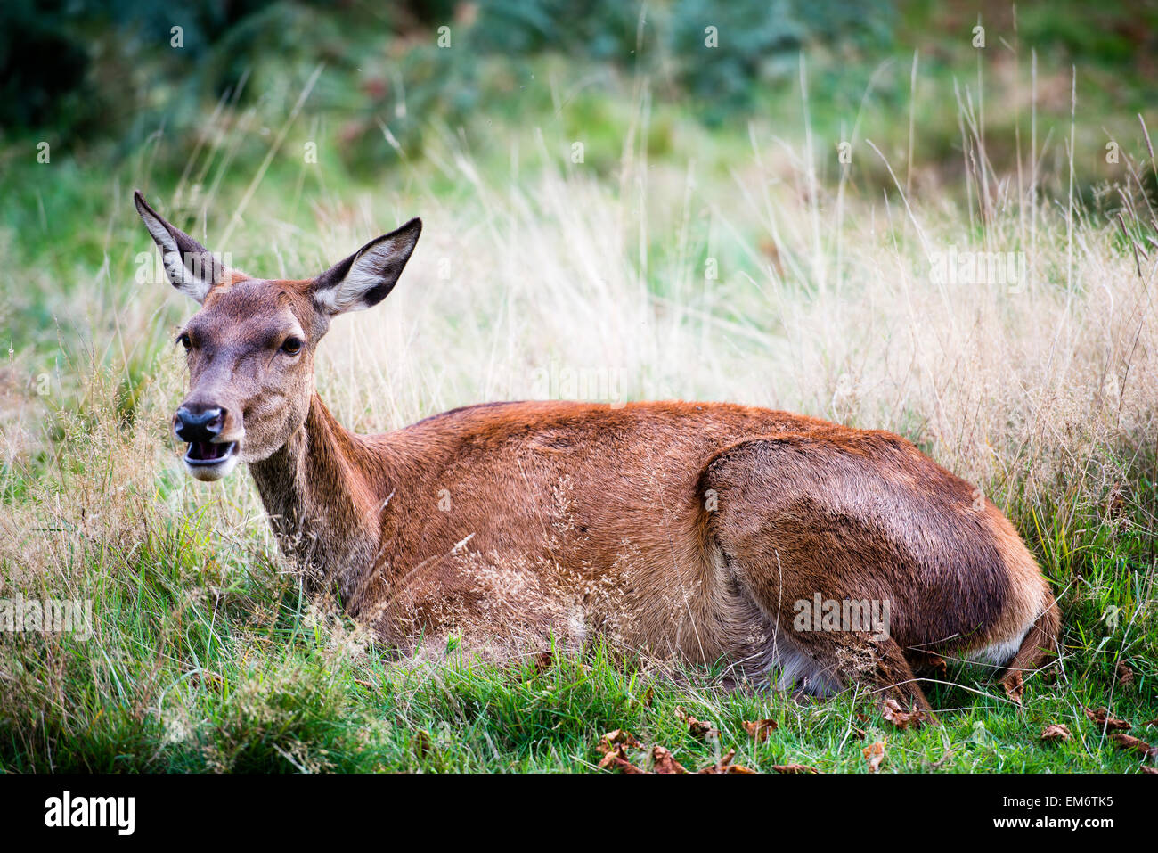 Close up red deer hind hi-res stock photography and images - Alamy