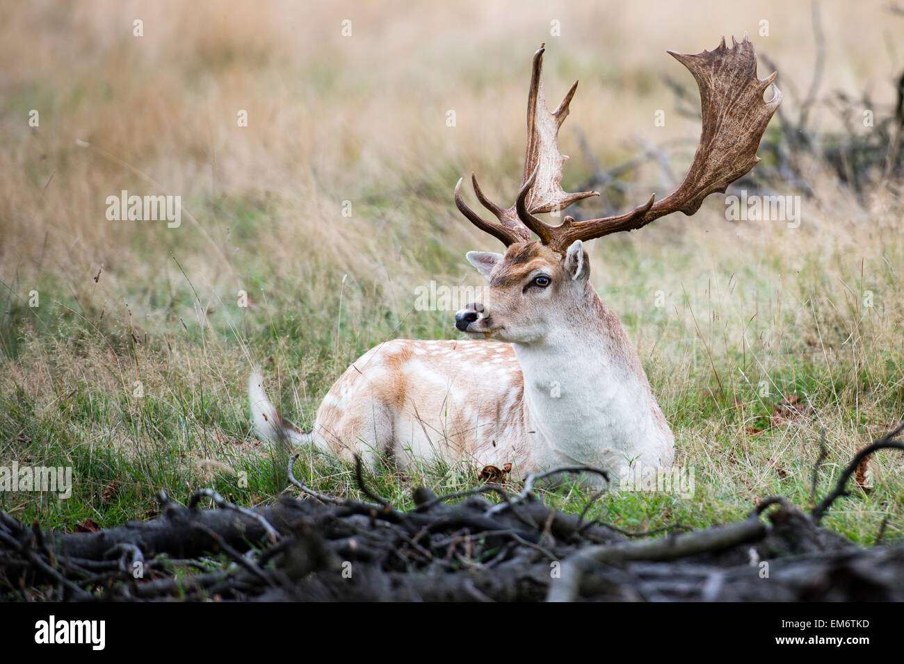 The male fallow deer (Dama dama, known as a buck) is resting in the ...