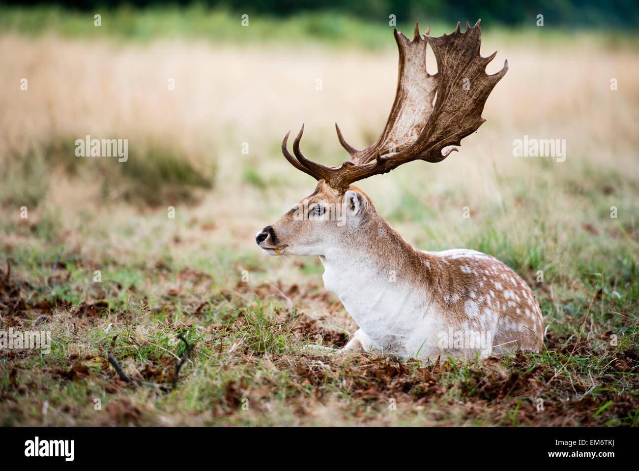 The male fallow deer (Dama dama, known as a buck) is resting in the ...