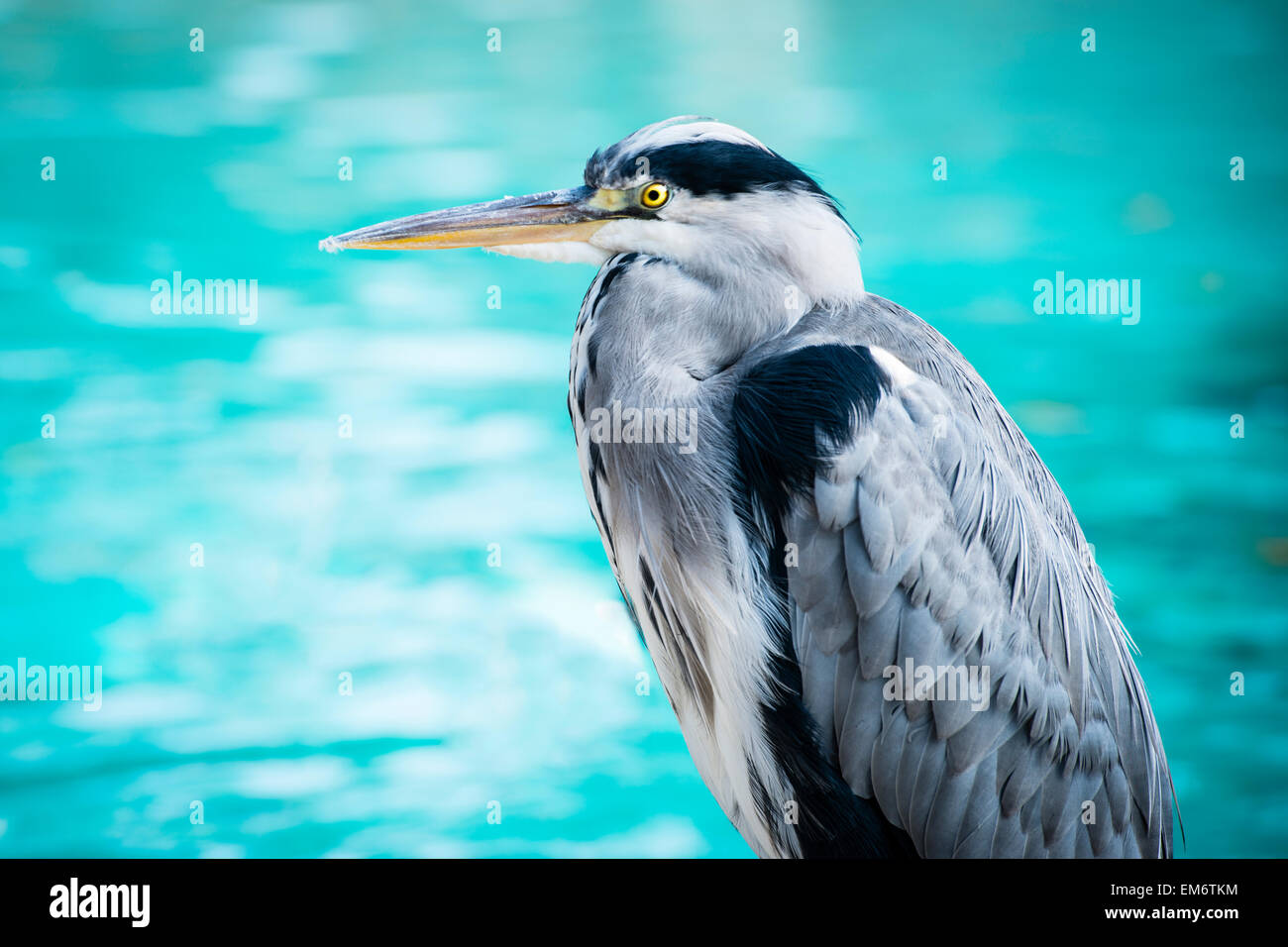 Birds with long legs hi-res stock photography and images - Alamy