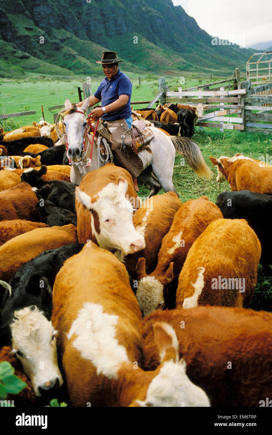 Cattle ranching hawaii hi-res stock photography and images - Alamy