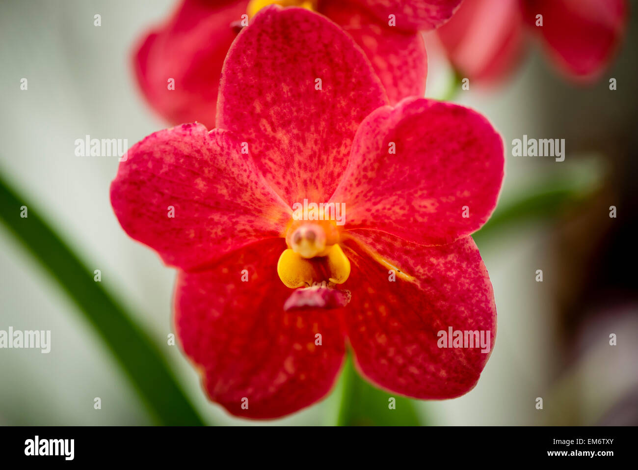 Beautiful red orchid flower in the garden. The petals of the bloom are ...