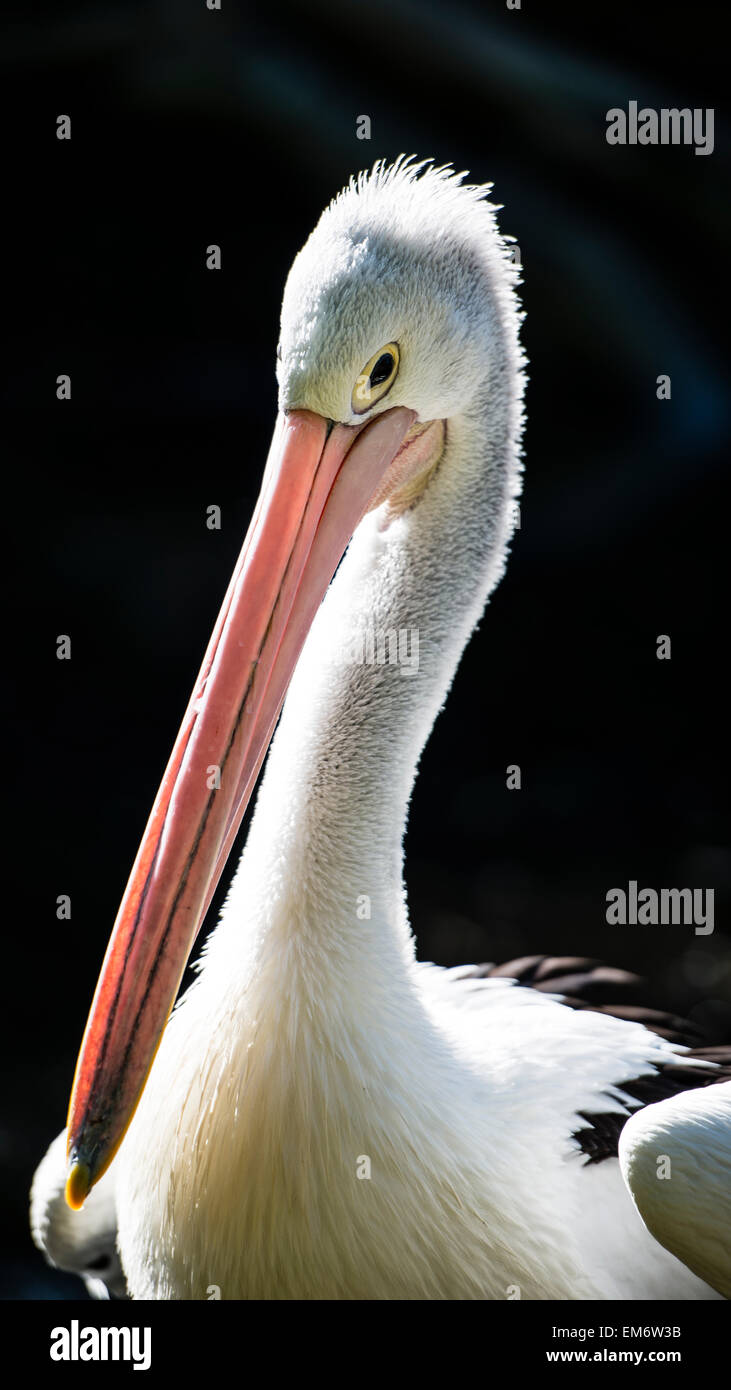 Portrait of Australian Pelican. Pelican has long beak with a bright and ...