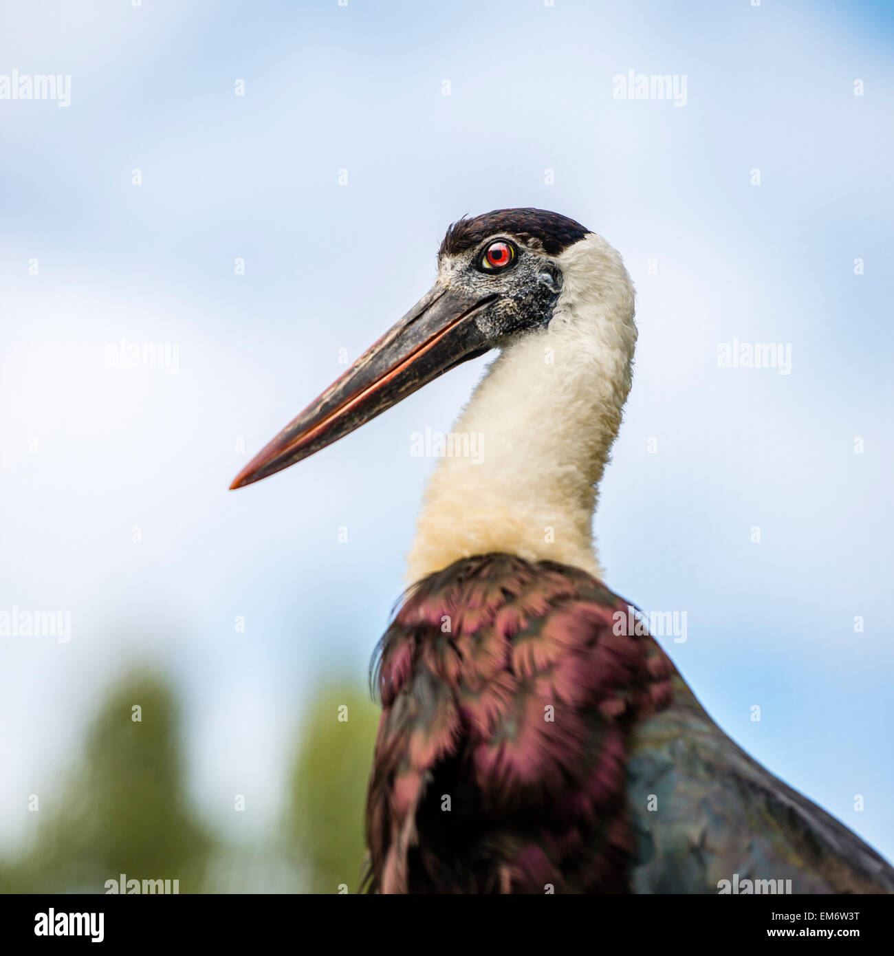 White necked stork hi-res stock photography and images - Alamy