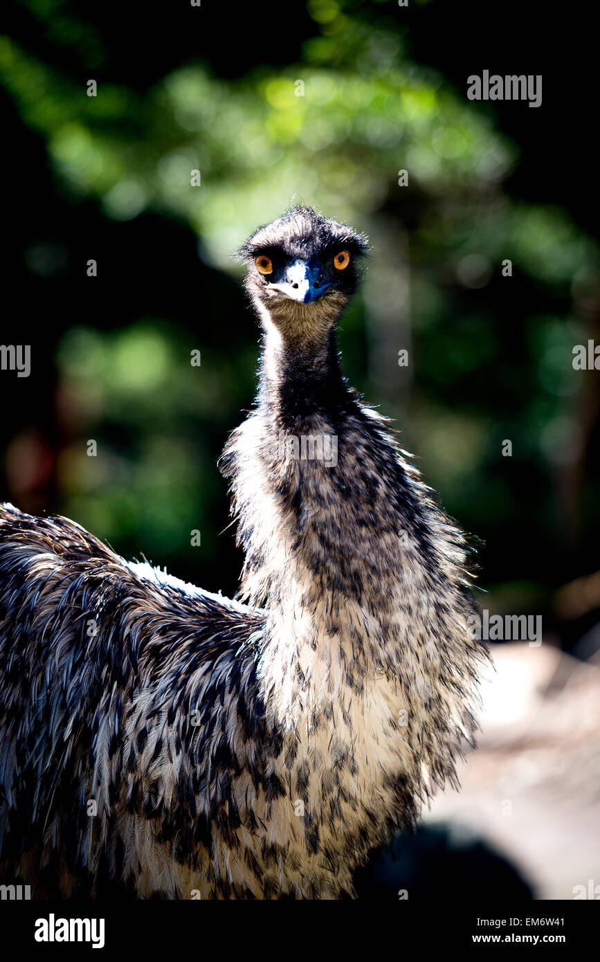 Emu looking with its bright orange eyes. Its pre-historic look is ...