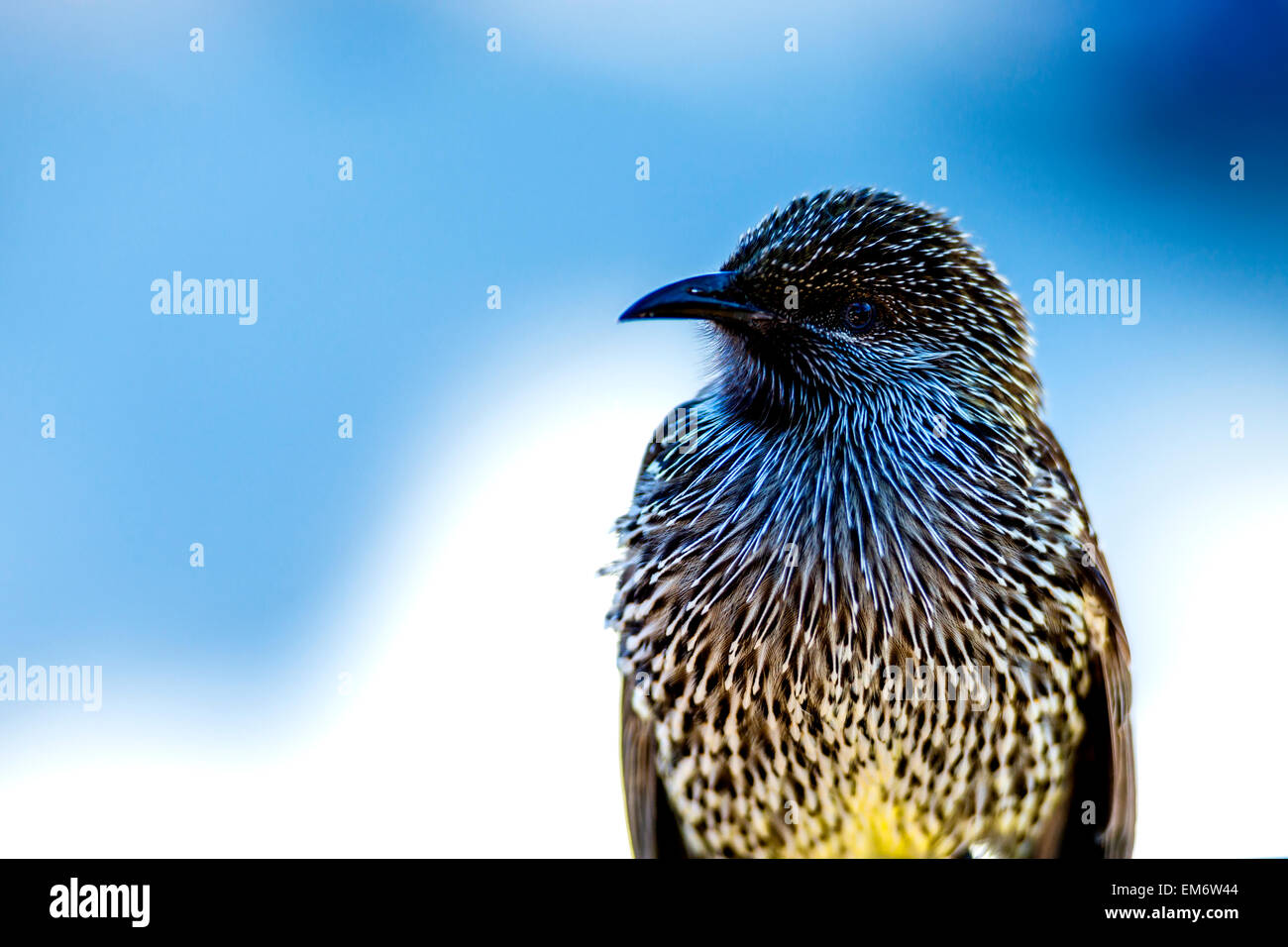 Black bird with white spots staring with its sharp wide opened eyes ...
