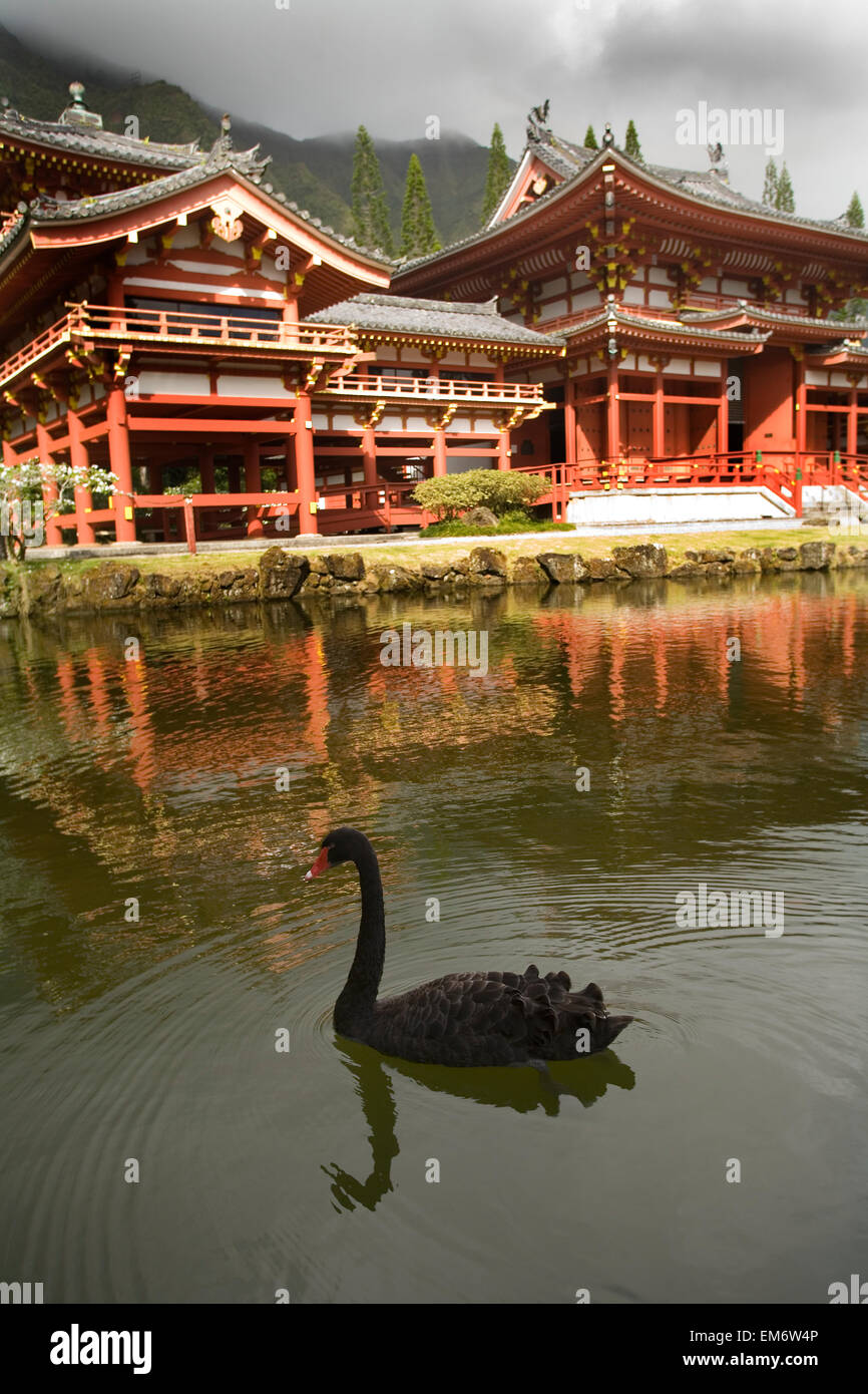 Hawaii, Oahu, Ahuimanu Valley, Valley Of The Temples, Black Swan In ...