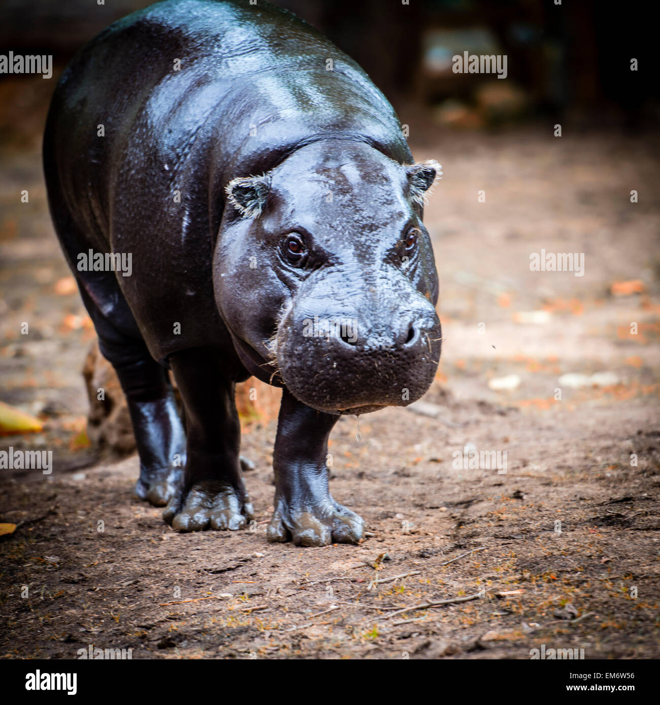 Smallest Hippo In The World