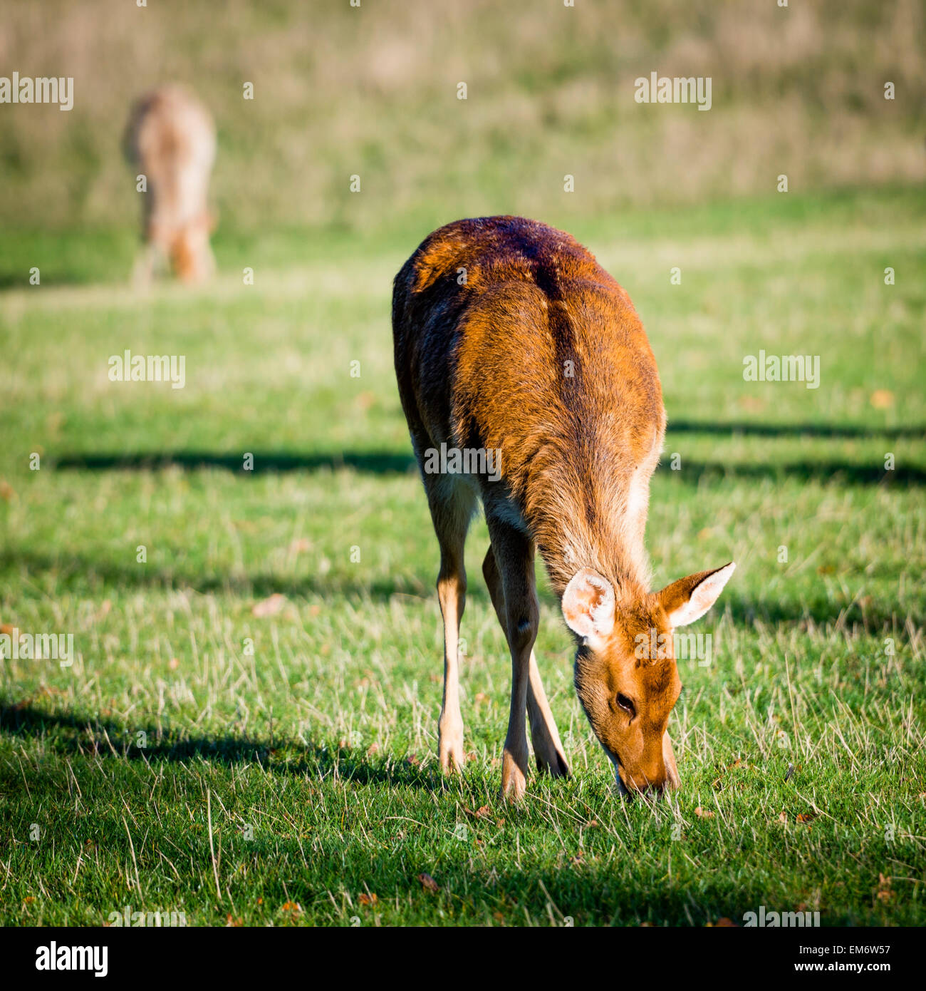 Deer grazing in the wild. It has a thick brow coat of fur. Photographed ...