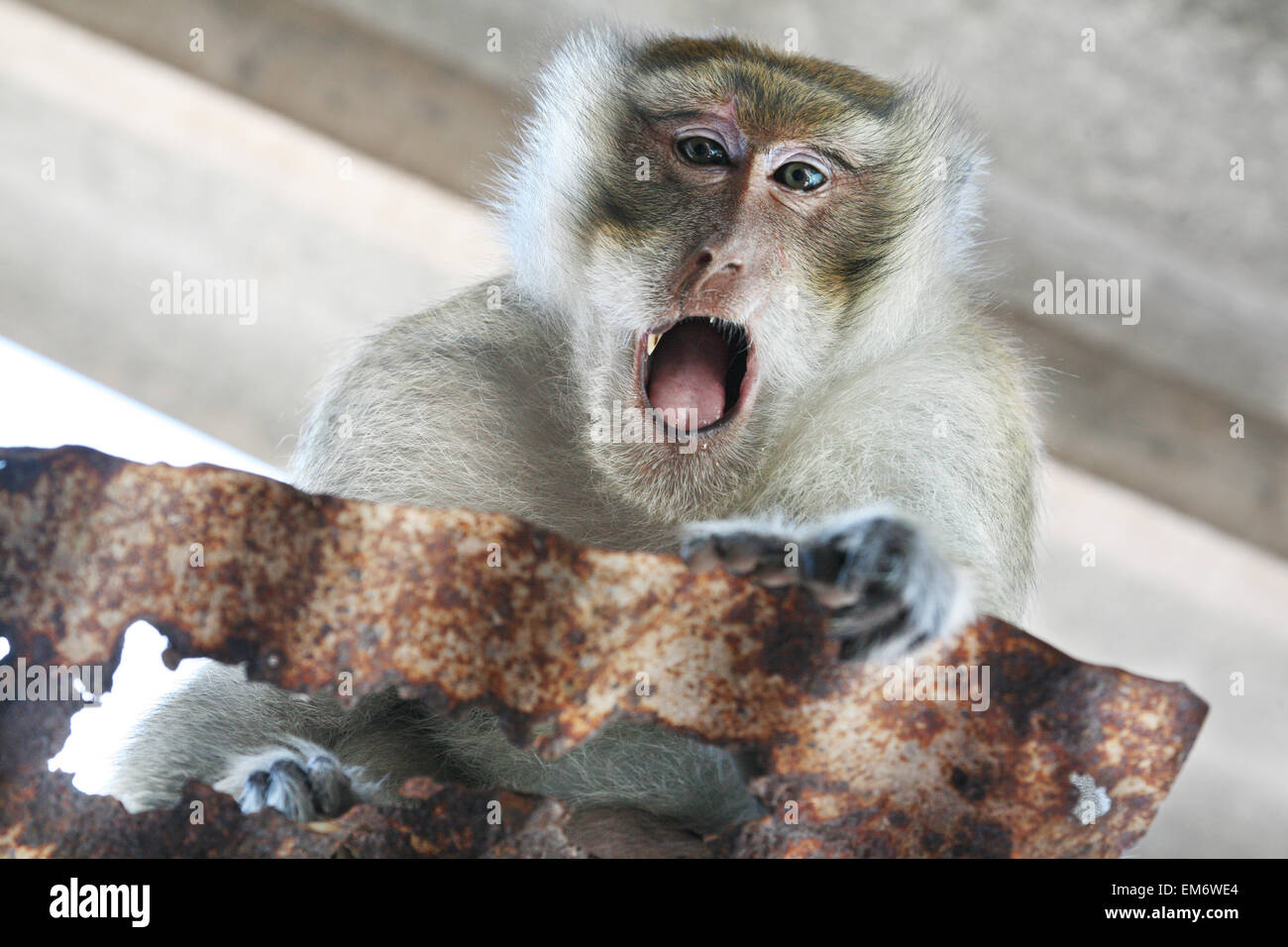 Thailand animal hi-res stock photography and images - Alamy