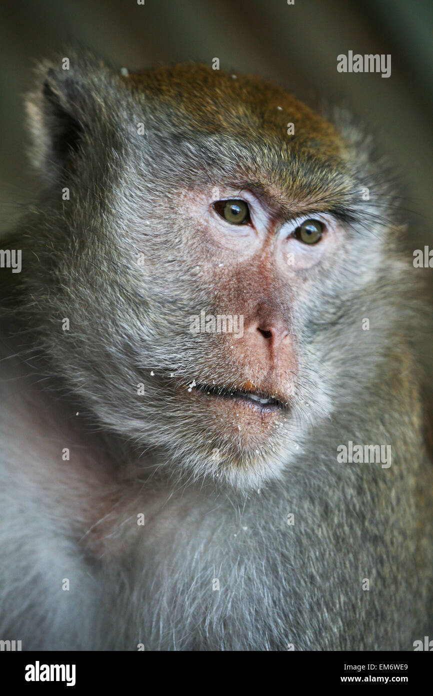 Thailand animal monkey hi-res stock photography and images - Alamy