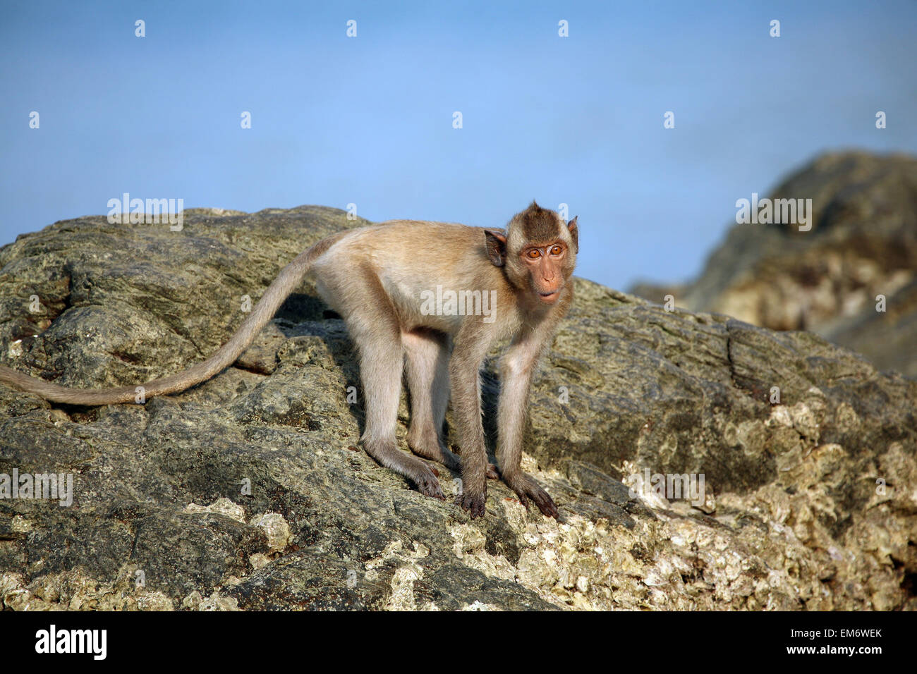 Thailand animal monkey hi-res stock photography and images - Alamy