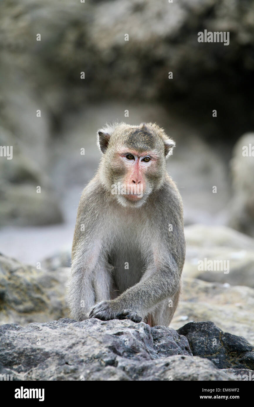 Thailand animal monkey hi-res stock photography and images - Alamy