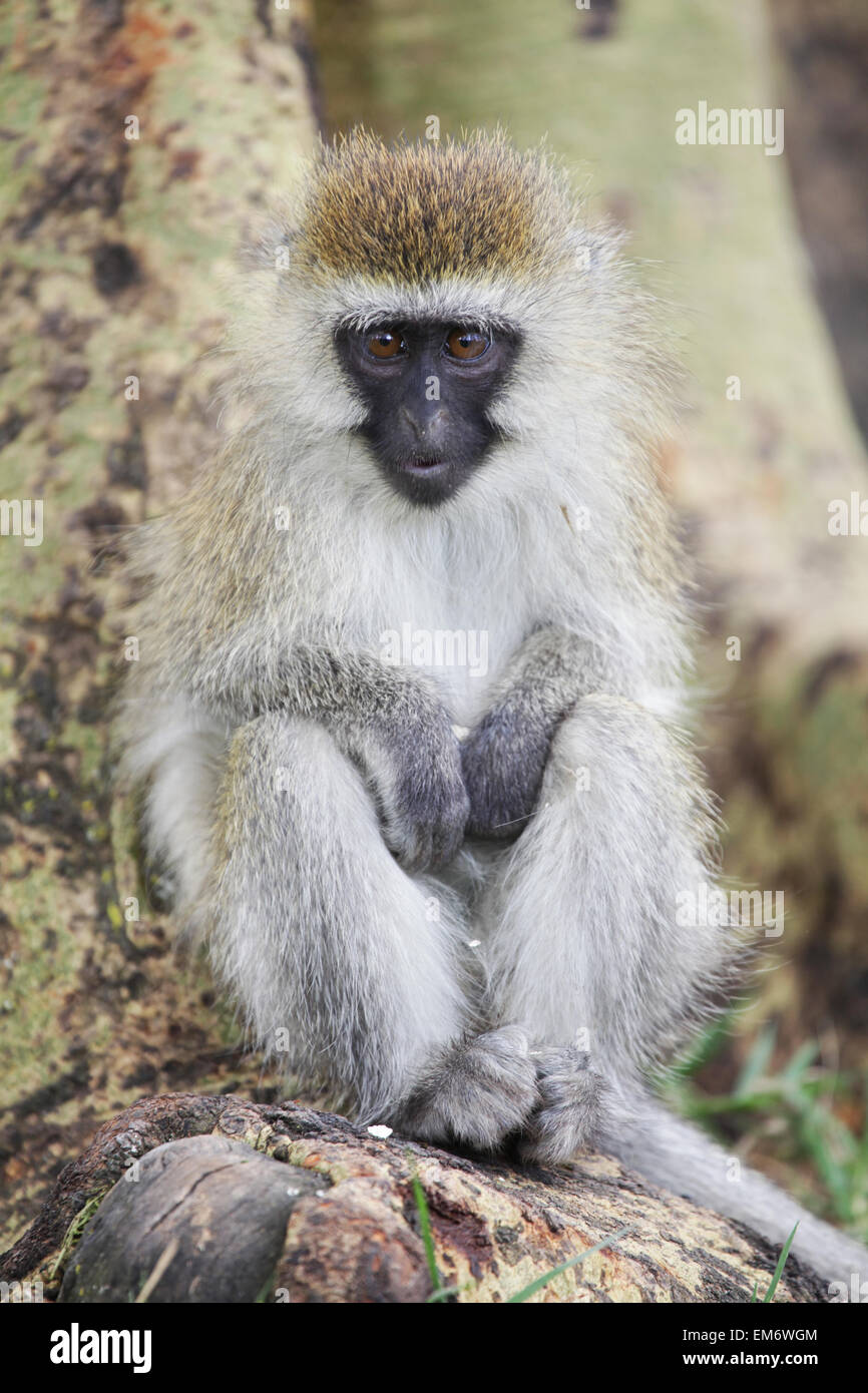 Monkey, Kenya, Africa Stock Photo - Alamy