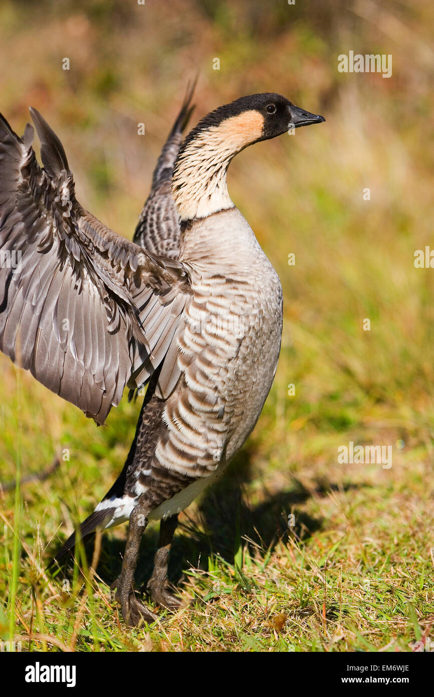 Hawaii, Big Island, Hawaii Volcanoes National Park, Nene Goose ...