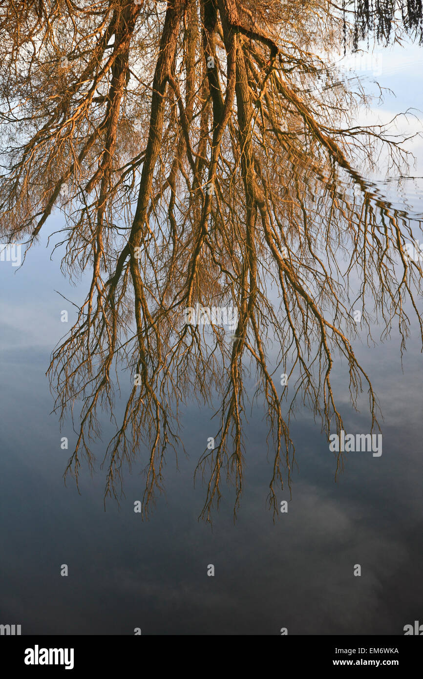 RS 4936. Wicken Fen, Tree reflection, Ely, Cambridgeshire, England ...