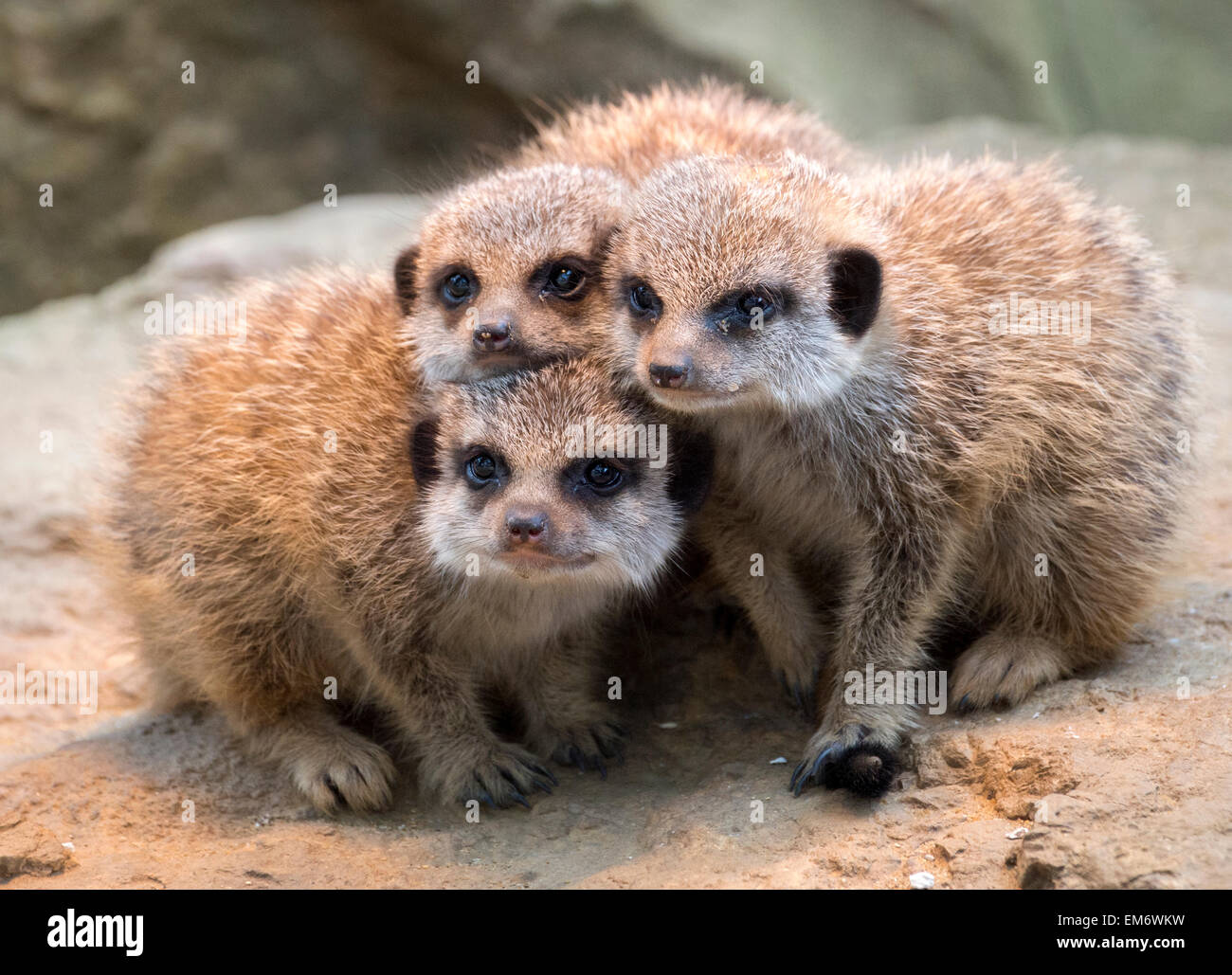 Three meerkat pups posing together Stock Photo - Alamy