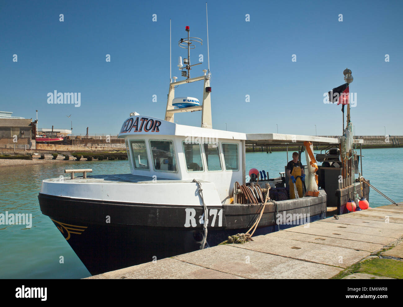 Predator fishing boat returns to harbour with a catch of whelks, (due ...
