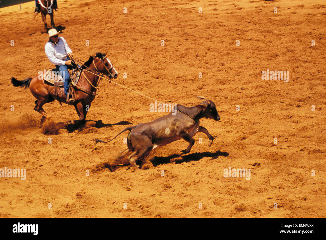 Hawaii, Molokai, Molokai Ranch, Paniolo Pulling In Roped Calf Stock ...