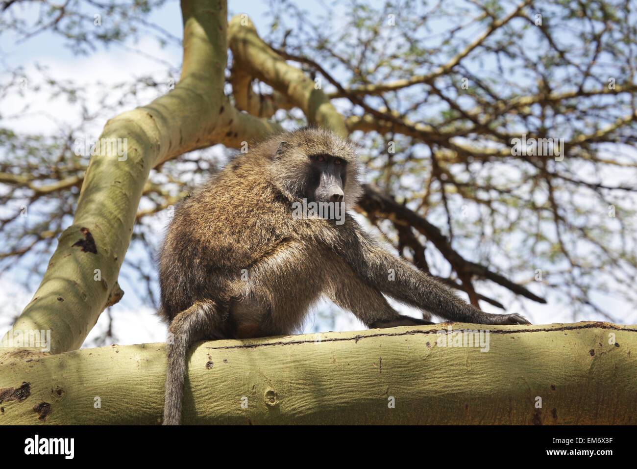 Africa primate hi-res stock photography and images - Alamy