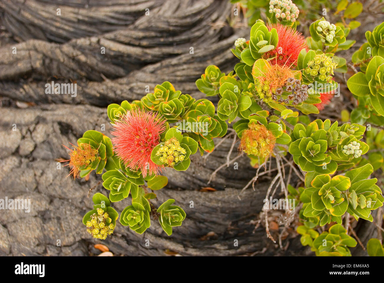 USA, Hawaii, Big Island, Lehua flower growing from pahoehoe lava ...