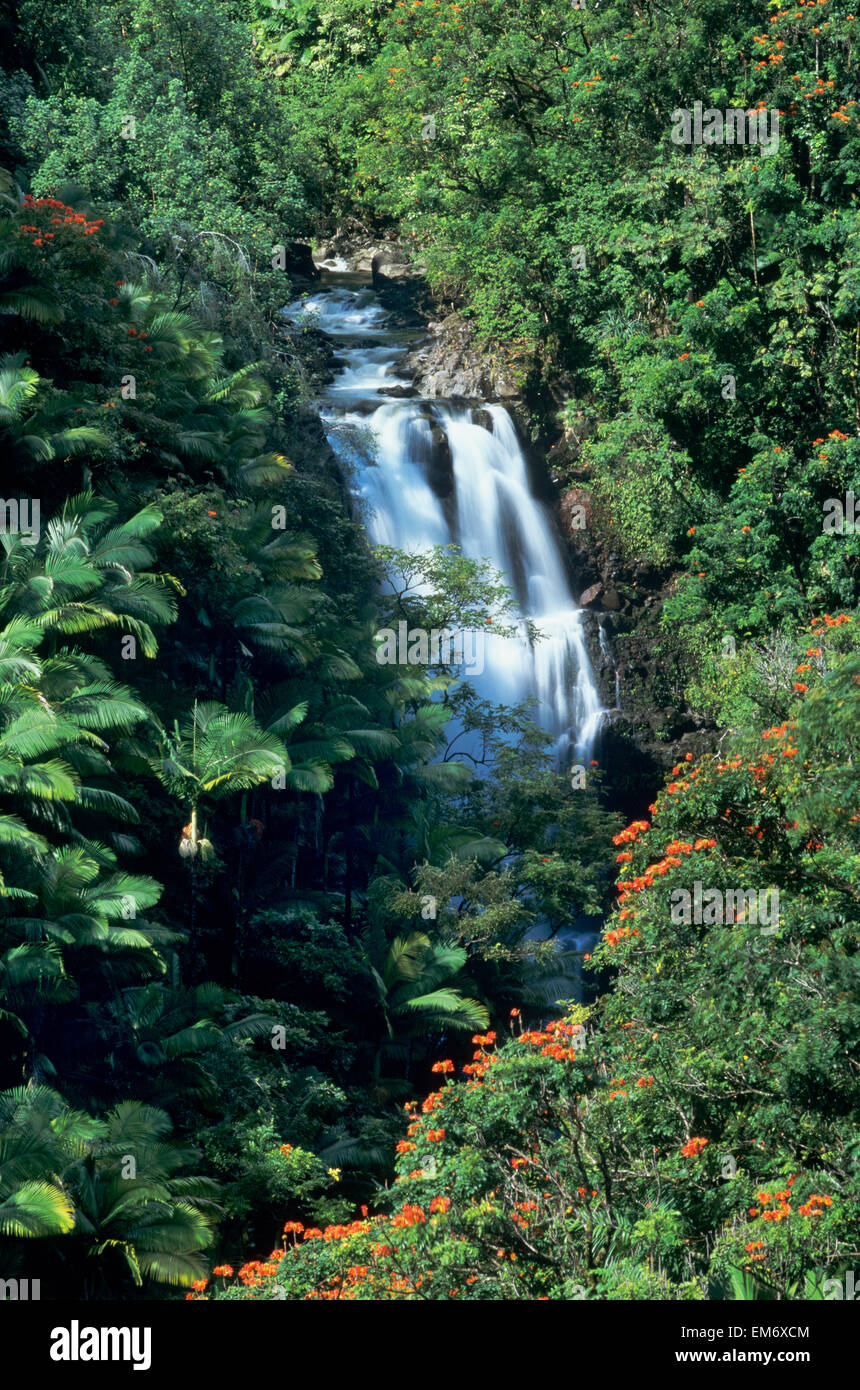 USA, Hawaii, Big Island, Nanue Falls surrounded by orange African Tulip ...