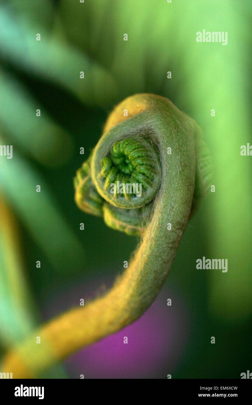 Hapuu fern hi-res stock photography and images - Alamy