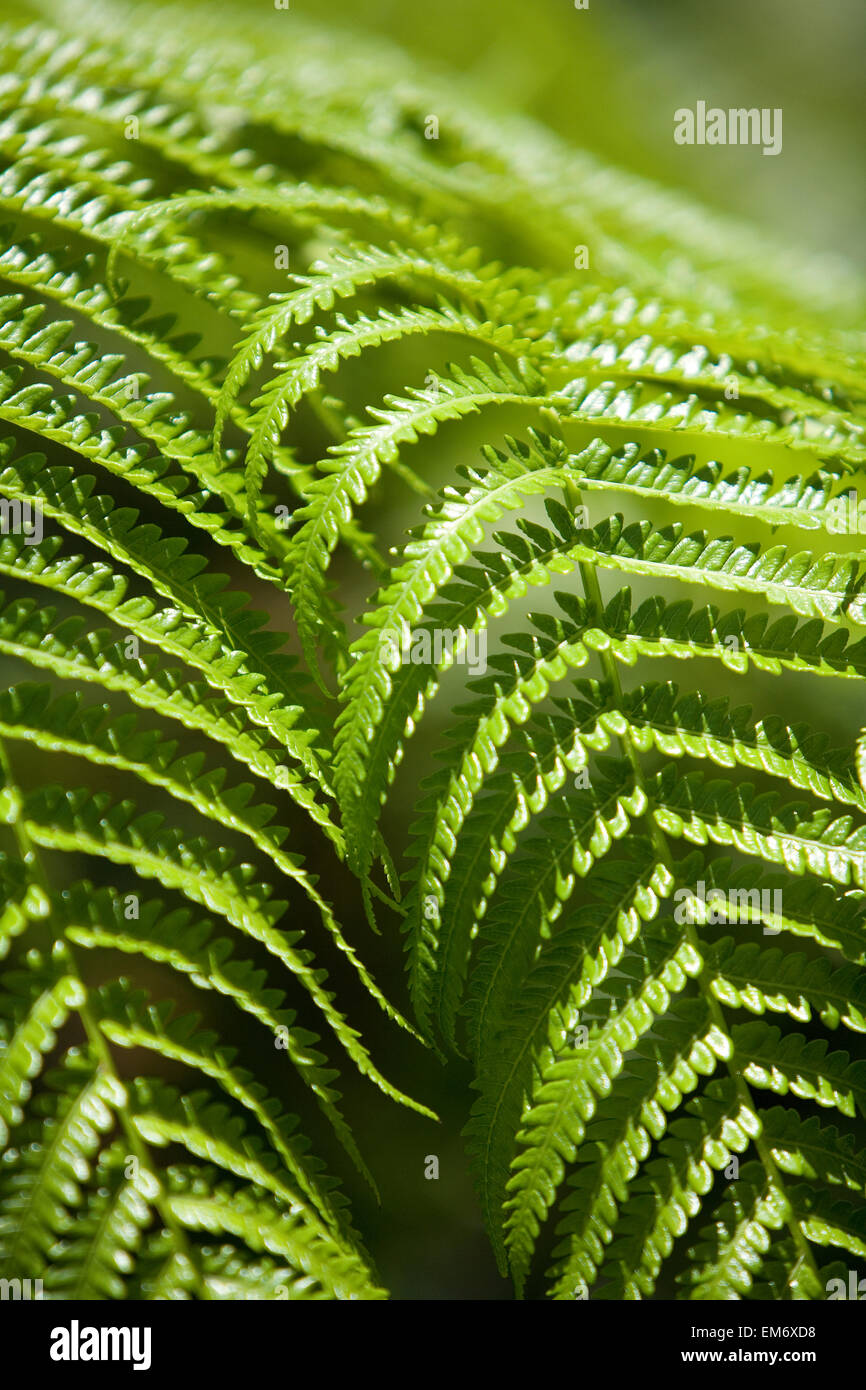 Hawaii, Maui, close-up of green hapu'u ferns Stock Photo - Alamy