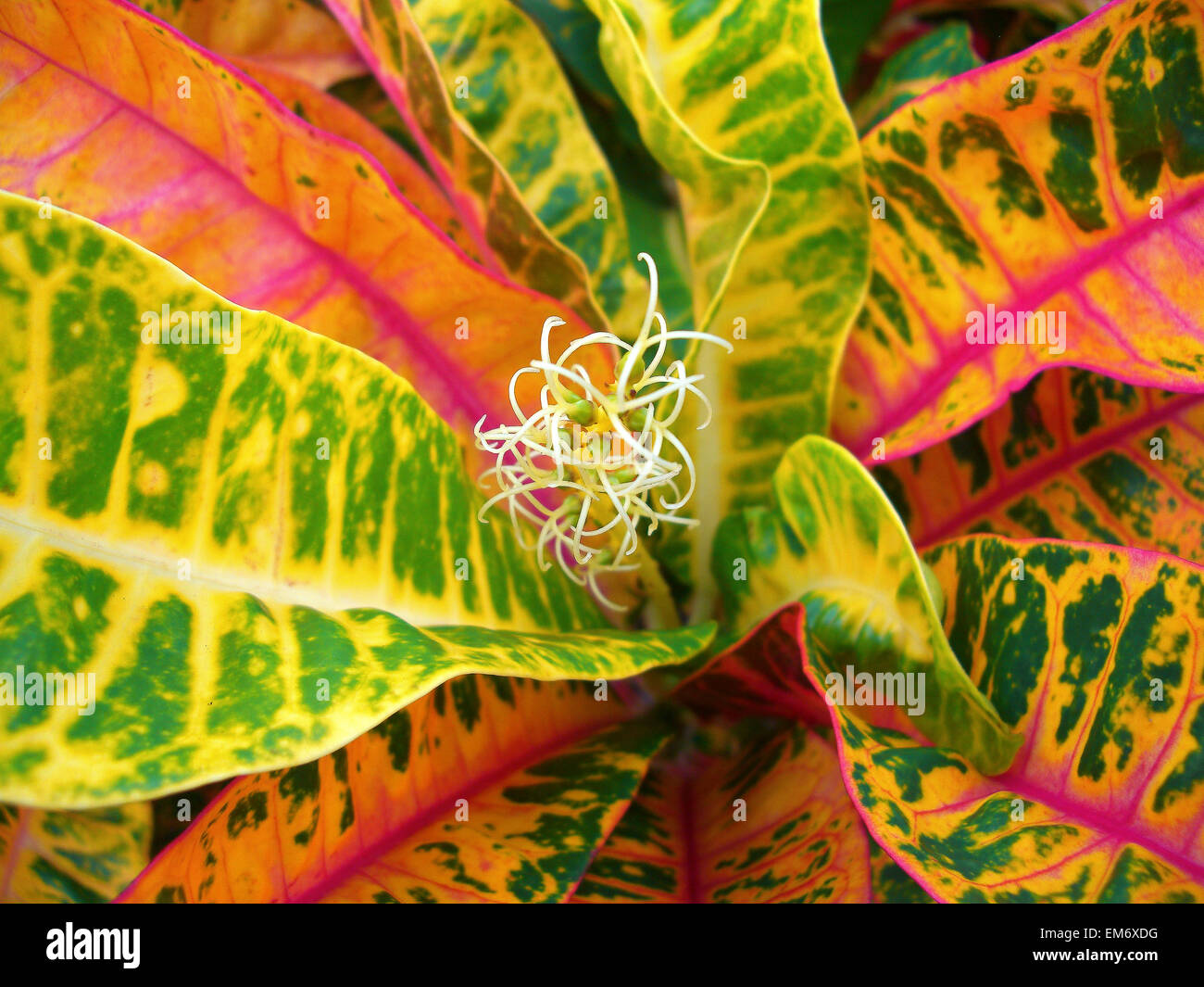 Croton species hi-res stock photography and images - Alamy
