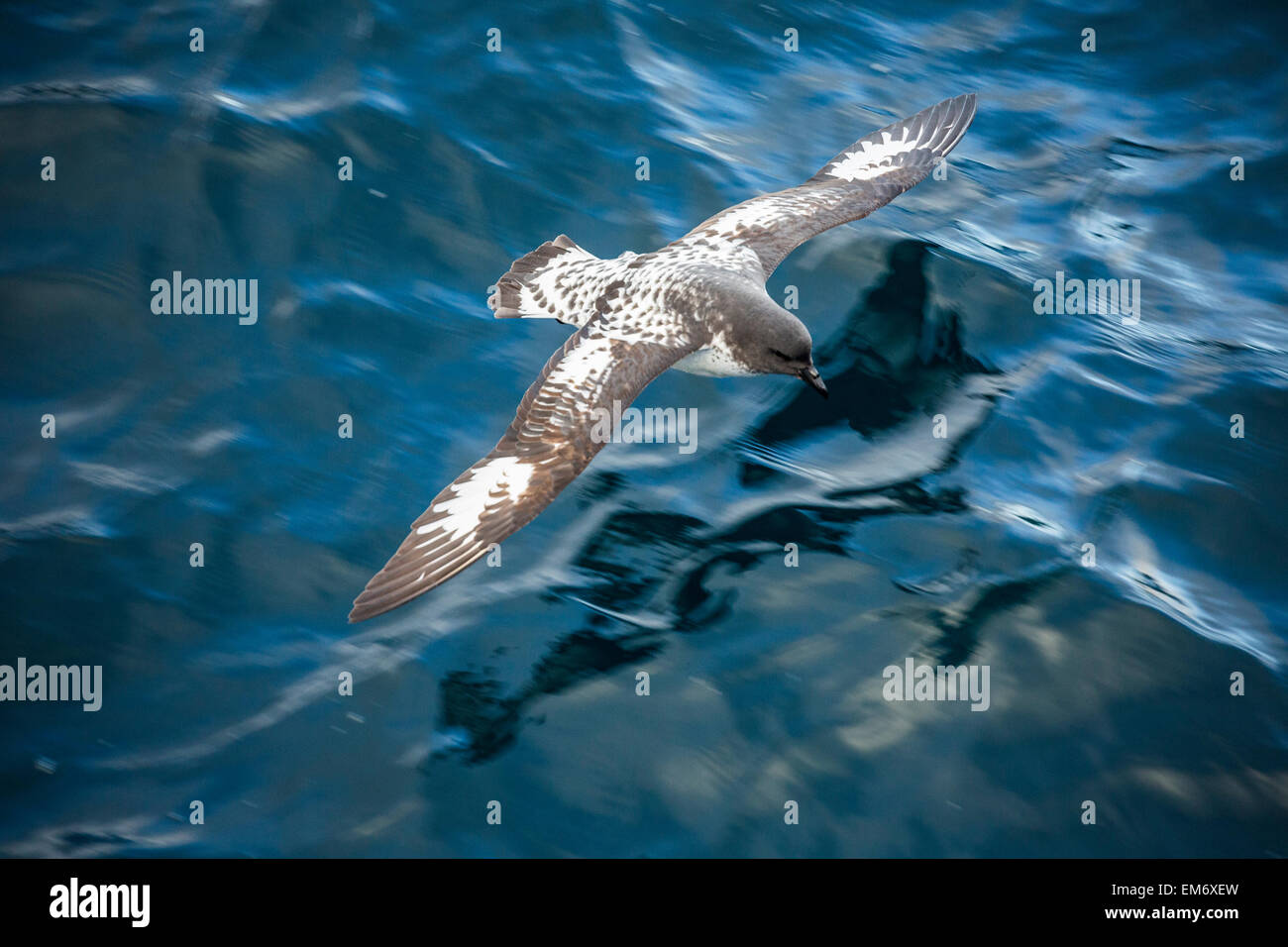 Cape petrel (Daption capense), also called Cape pigeon or pintado ...