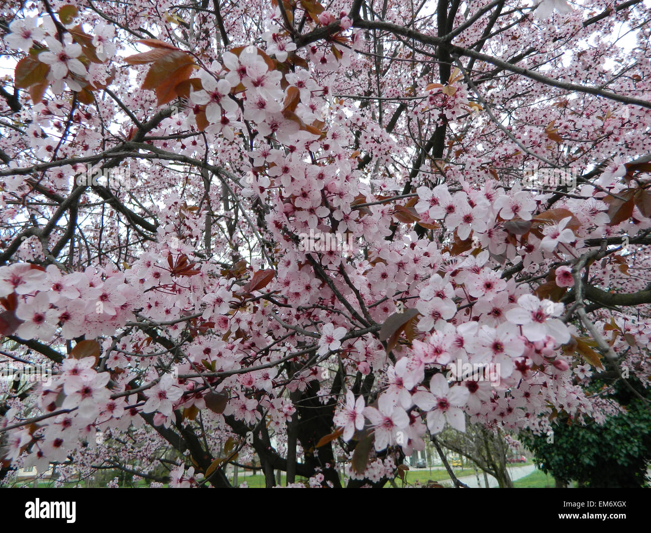 A flowering cherry tree at the beginning of spring Stock Photo - Alamy