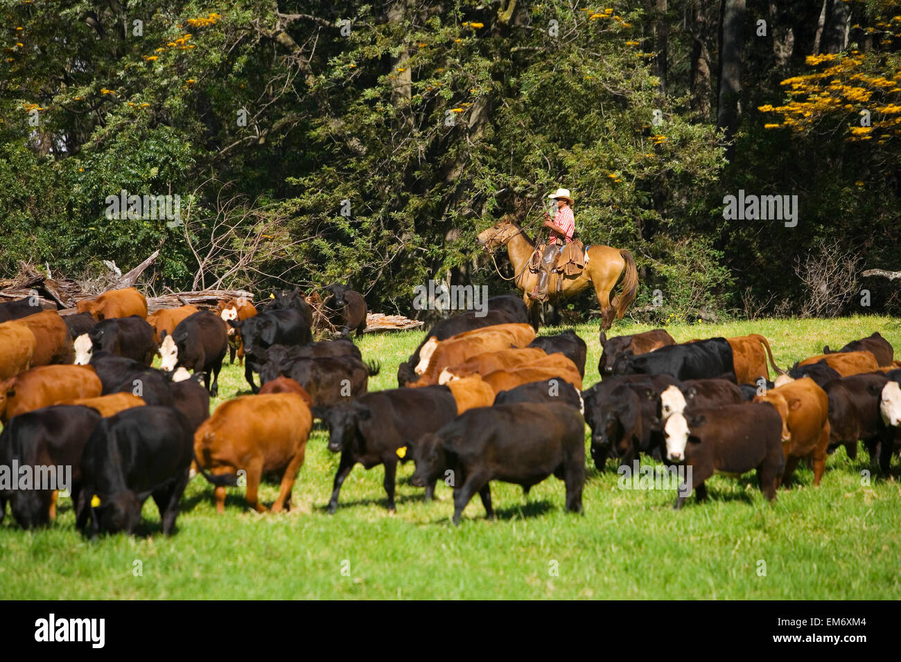 Paniolo, maui hi-res stock photography and images - Alamy