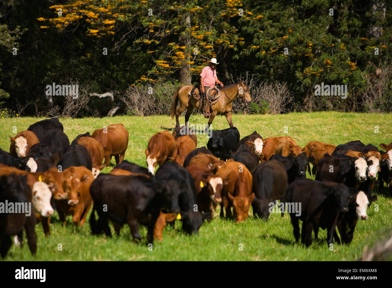 Hawaii, Maui, Haleakala Ranch, Paniolo rounding up cattle Stock Photo ...
