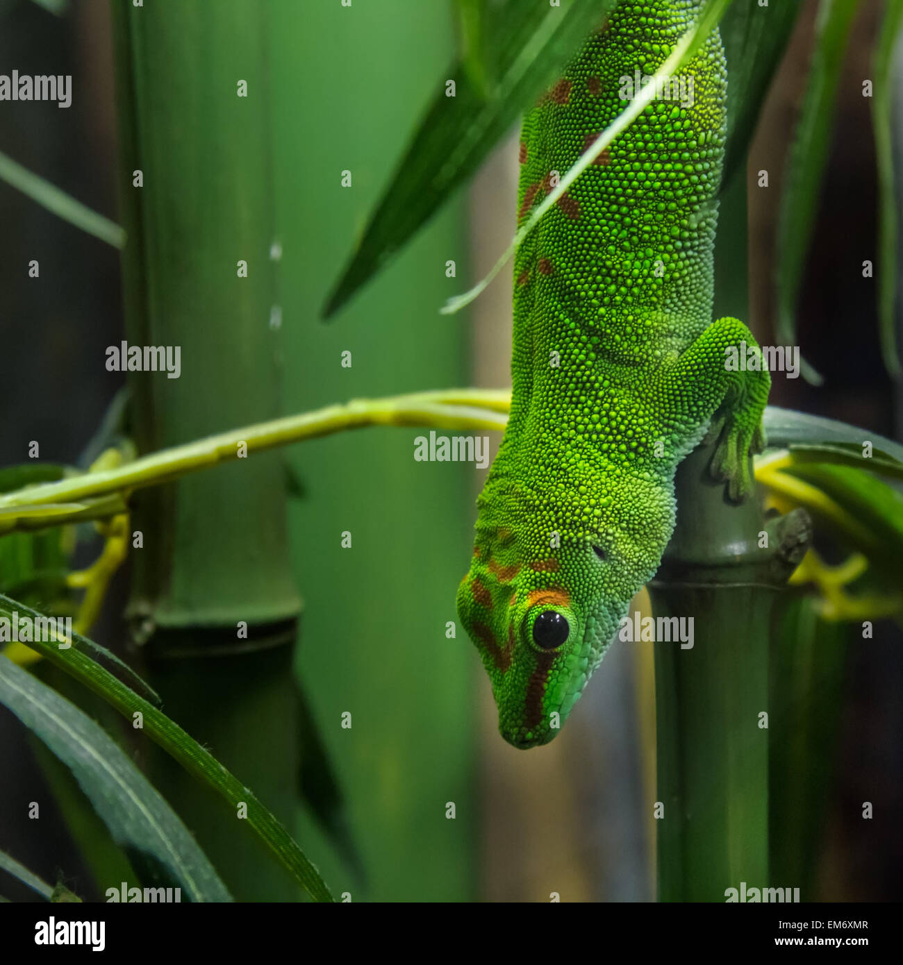 Green gecko lizard hi-res stock photography and images - Alamy