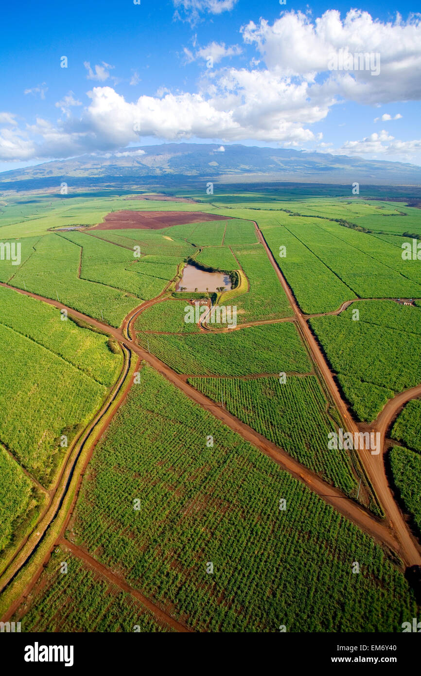 Sugar Cane Plantation Aerial