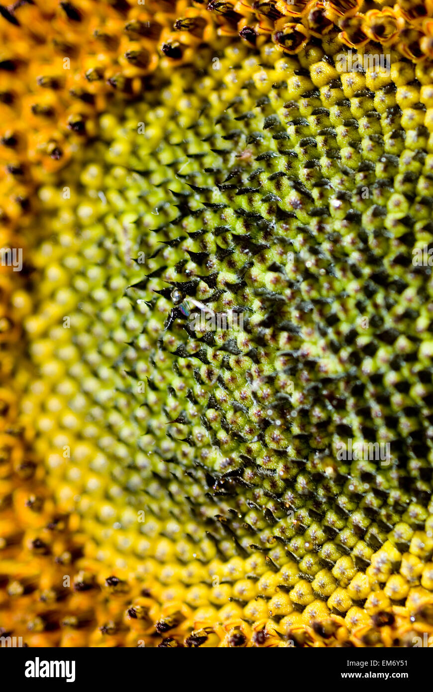 Extreme close-up of the center of a flower Stock Photo - Alamy