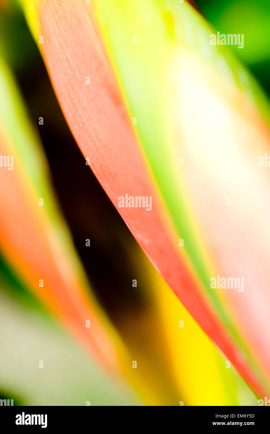Close-up abstract of colorful tropical leaf Stock Photo - Alamy