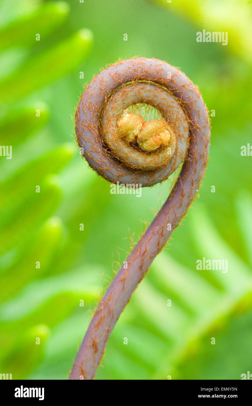 Uluhe fern hi-res stock photography and images - Alamy