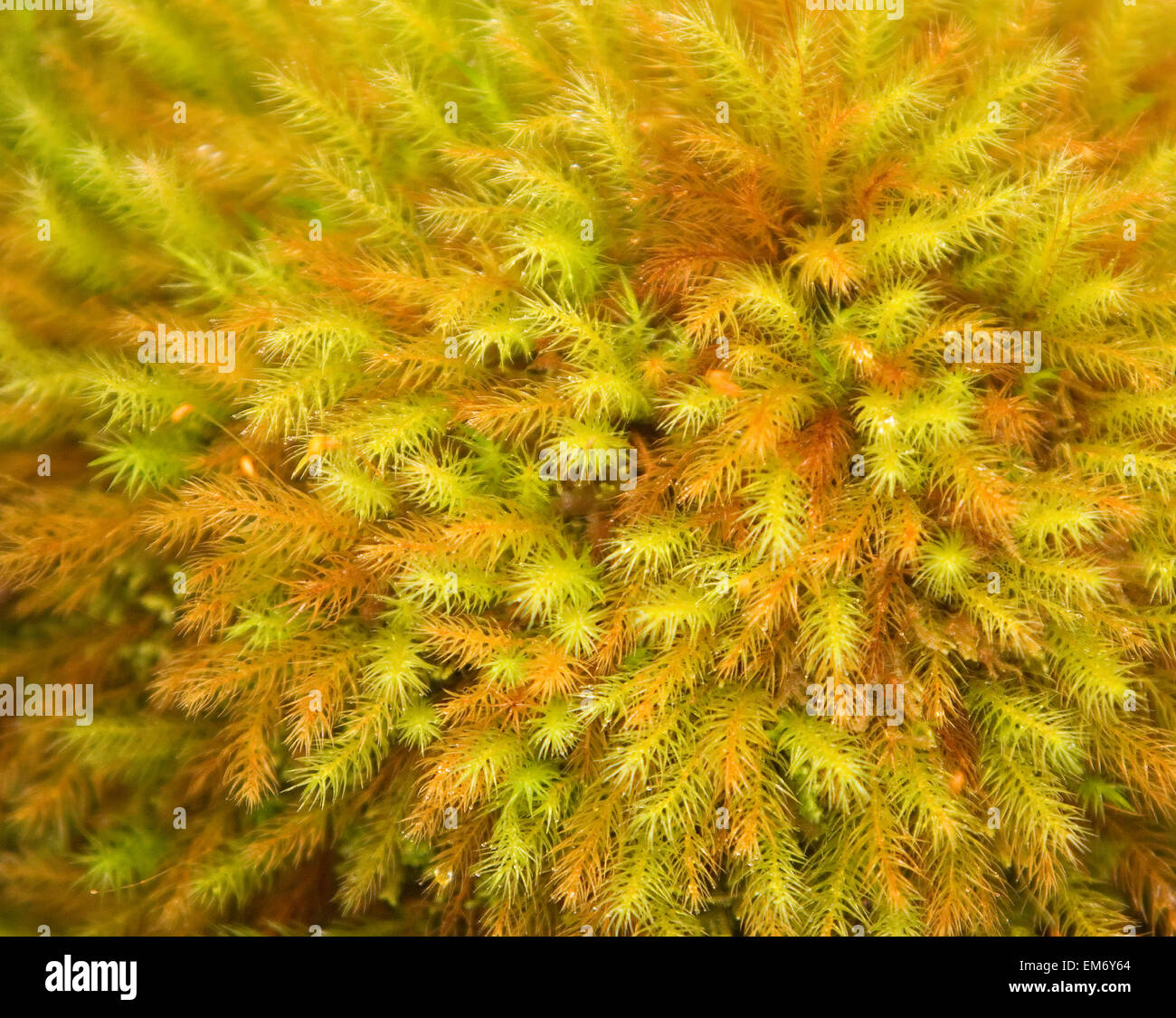 Hawaii, Big Island, Hawaii Volcanoes National Park, yellow moss on ...
