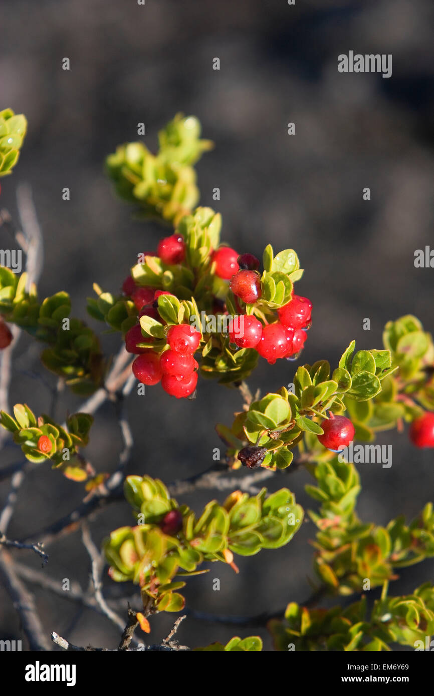 Ohelo berries hi-res stock photography and images - Alamy