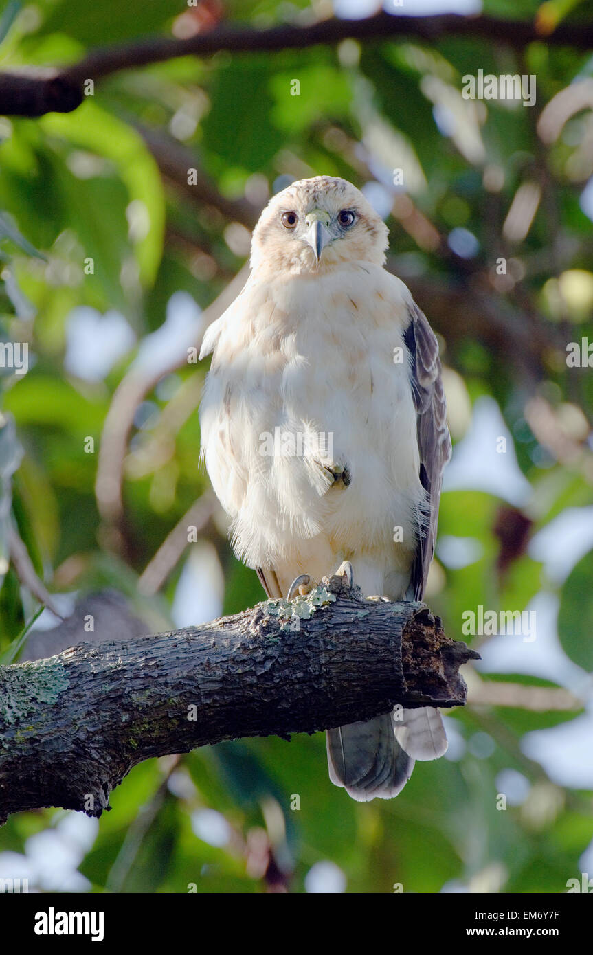 USA, Hawaii, Big Island, I'o or Hawaiian Hawk perched on avocado tree ...