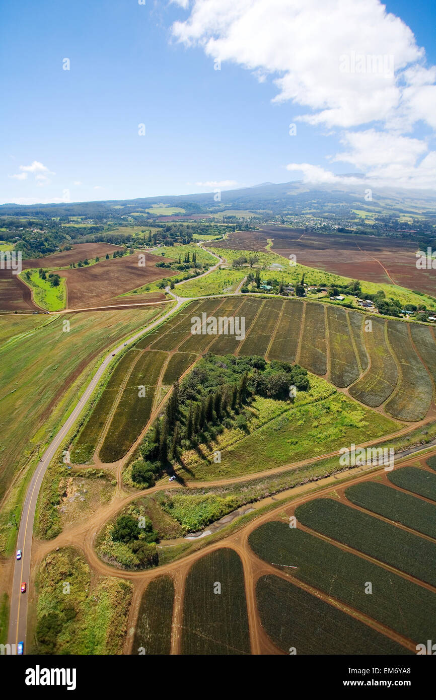 Maui pineapple farm hi-res stock photography and images - Alamy
