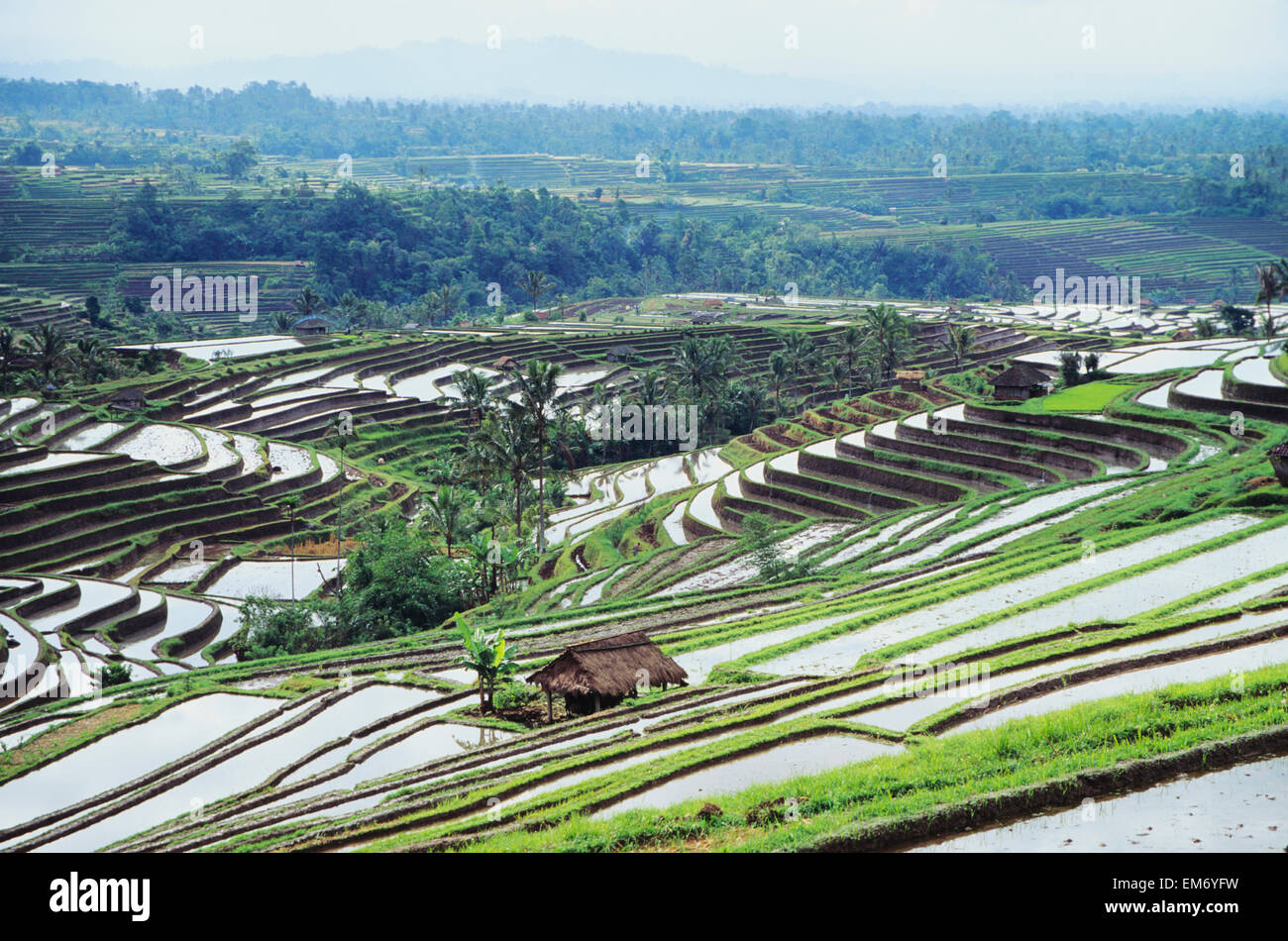 A landscape of terraced rice paddy fields; Bali Stock Photo - Alamy