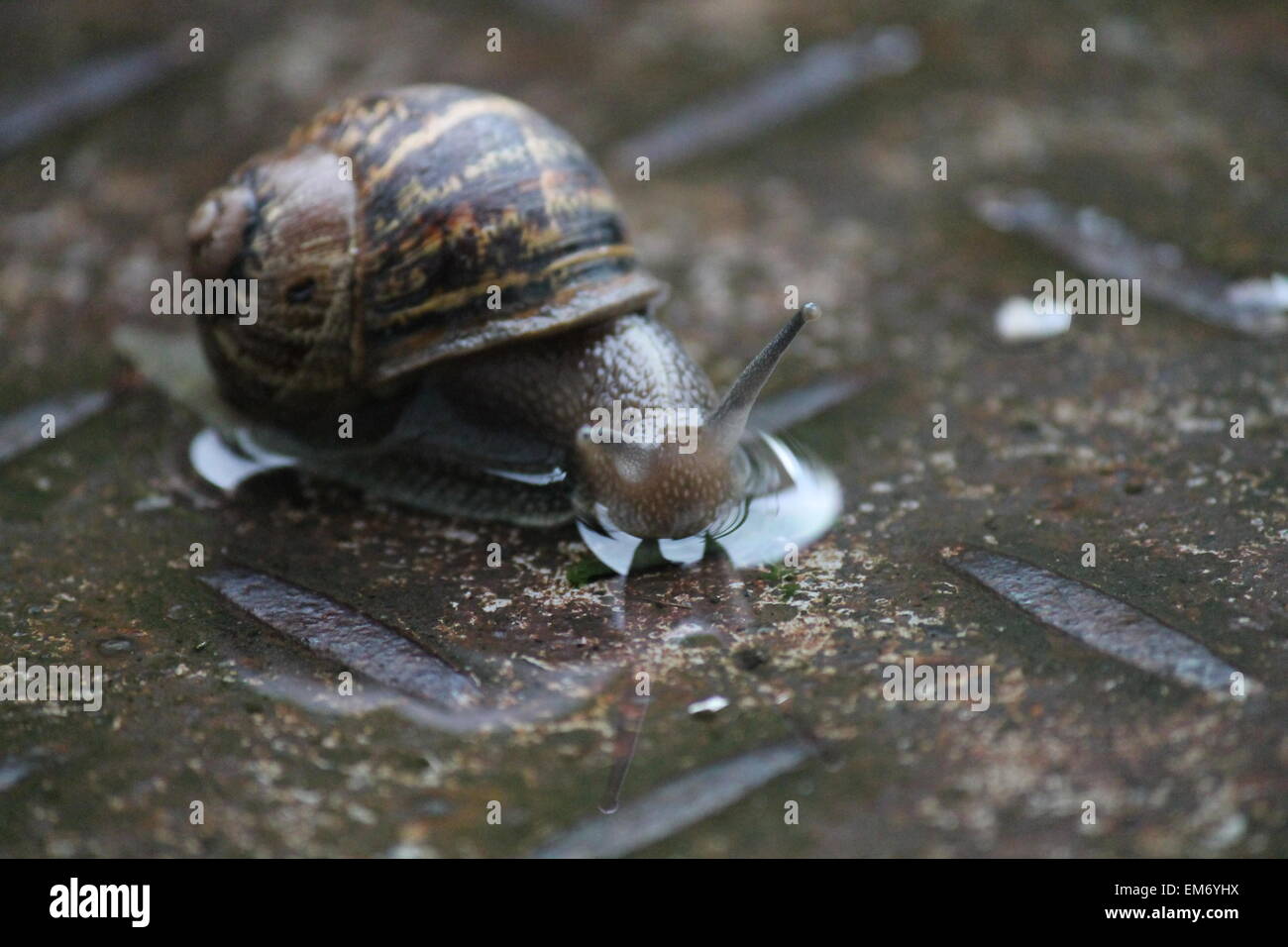 snail on wet metal animal, antenna, background, brown, closeup, crawls ...
